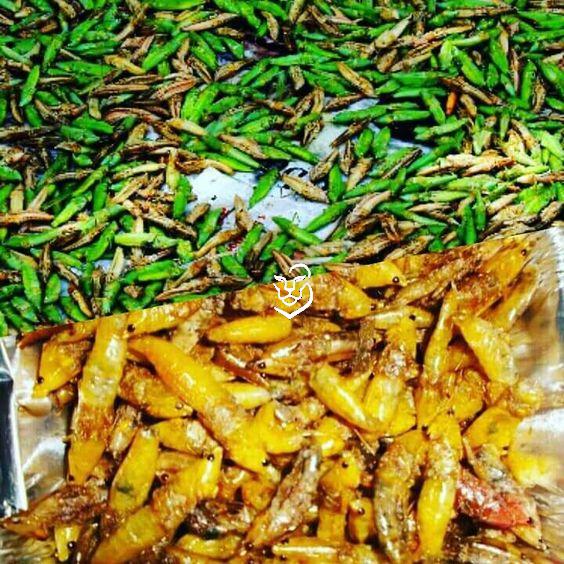 Nsenene: Delicious Uganda Delicious Grasshoppers - Afrothentik ...